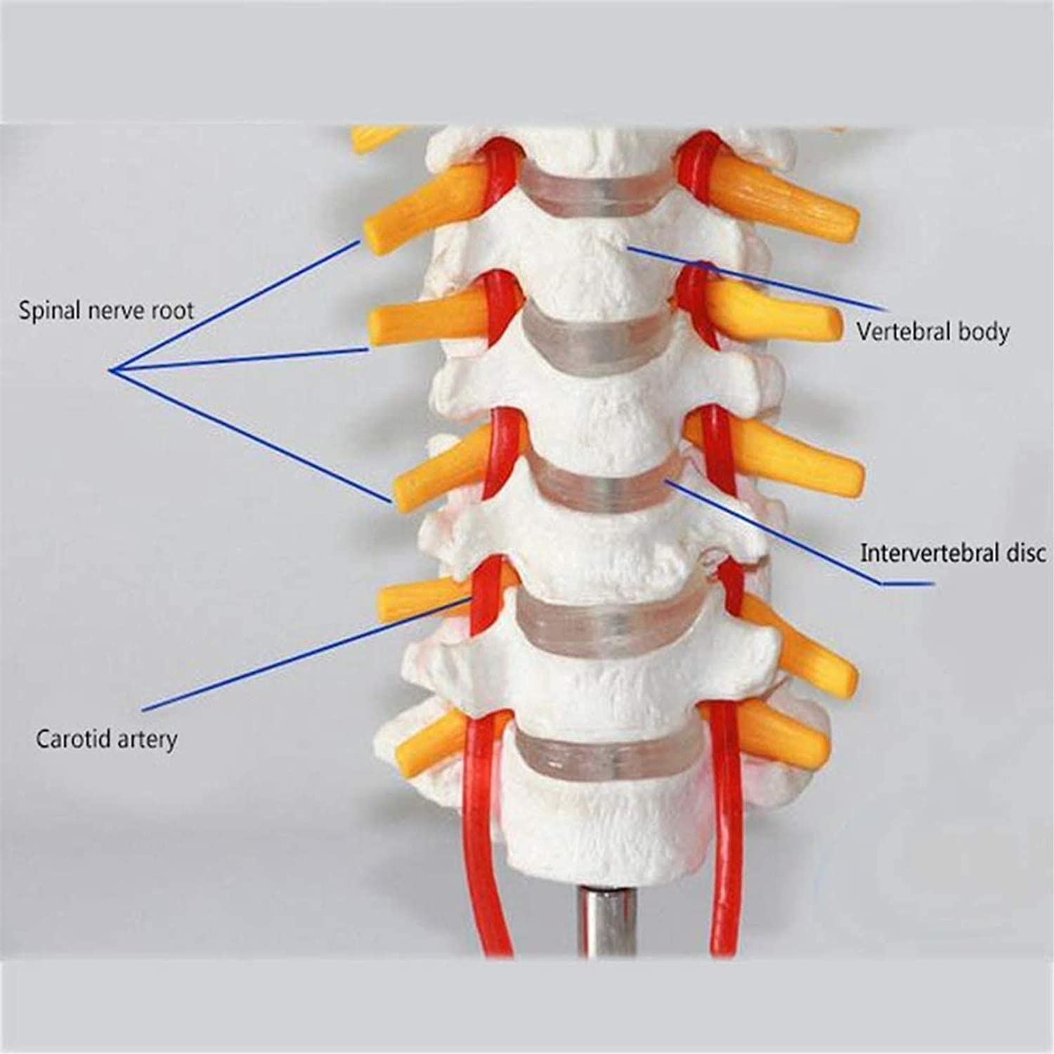 Medical Teaching Spine Vision Scientific VAV261 Life-Size Cervical ...