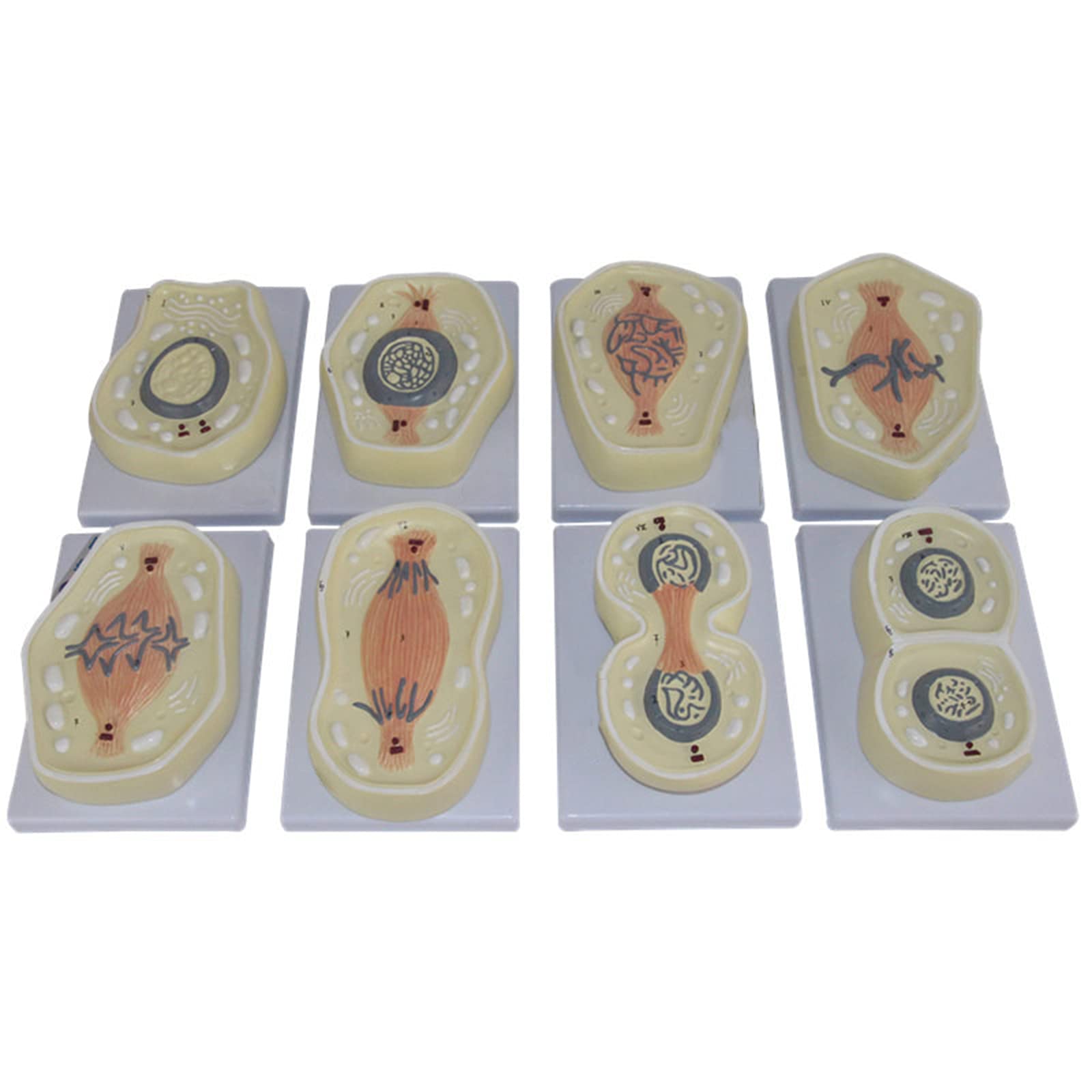 Buy Cell Division Stage Cell Structure Anatomical Mitosis Model ...