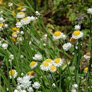 Winged Everlasting 1000 Seeds + Freebie + Plant Tag - Ammobium Alatum ...