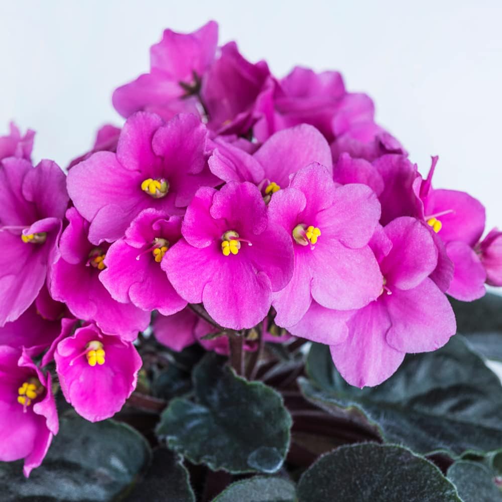 Amazon.com : Pink African Violet Live Plant Houseplants, Flowering ...