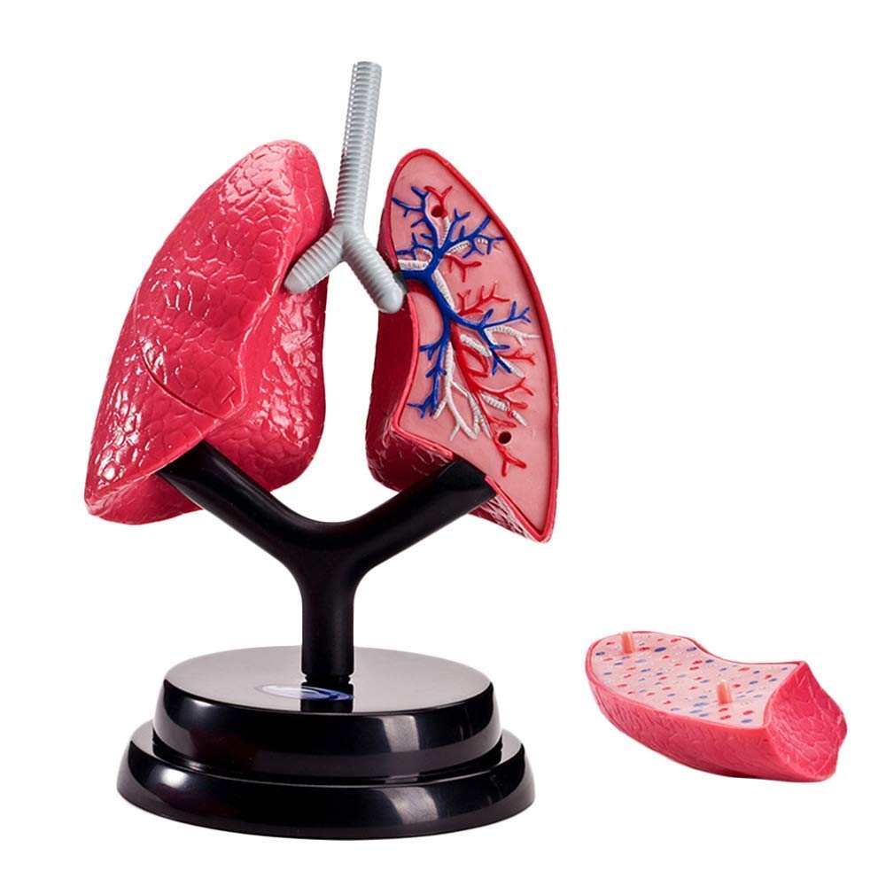 Buy ZAMAX Study Model Medical Anatomical Lung Model - Human Organ ...