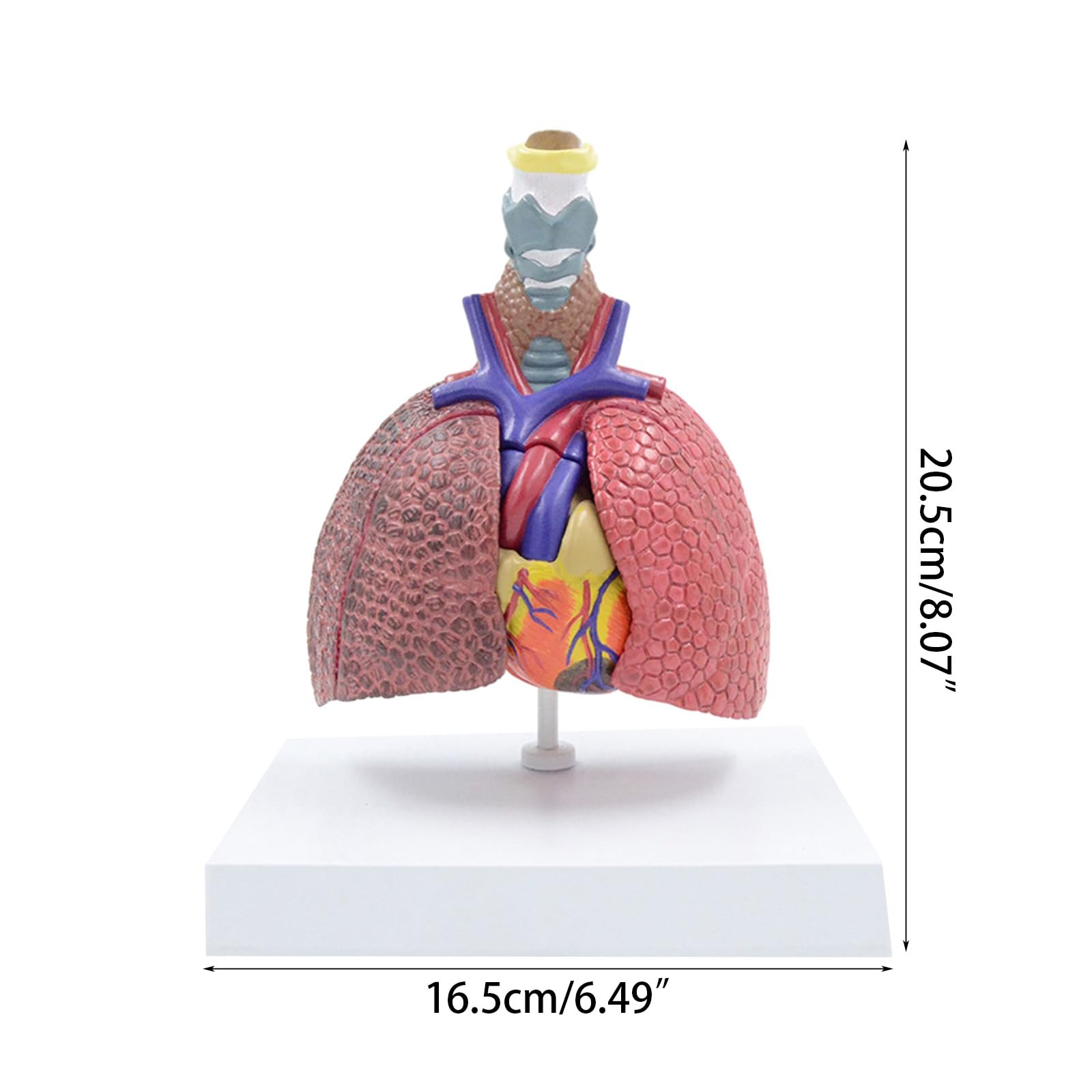 Modelo De Anatomia Respiratoria Rotulado O Sistema Respiratório