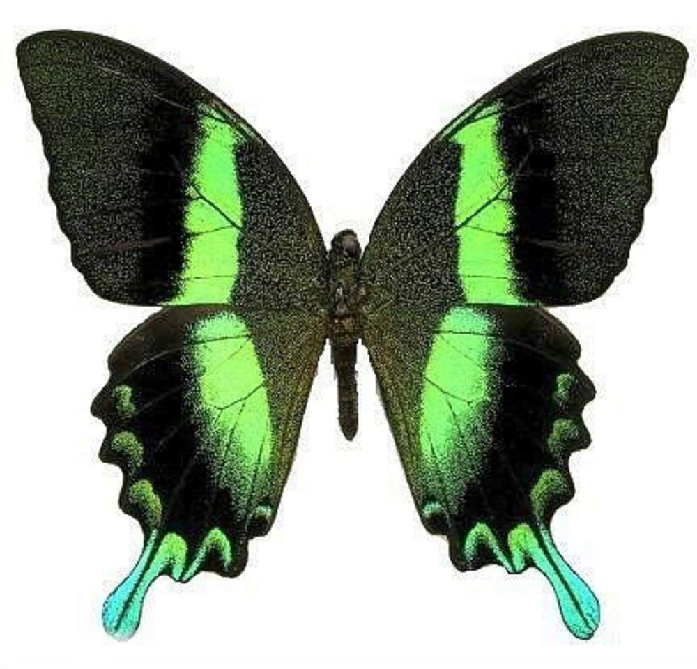 Green Swallowtail Butterfly