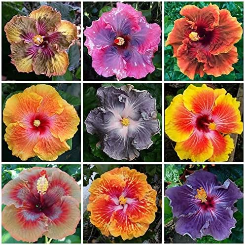 Amazon.com : 200+ Mixed Hibiscus Flower Seeds for Planting - Fresh ...