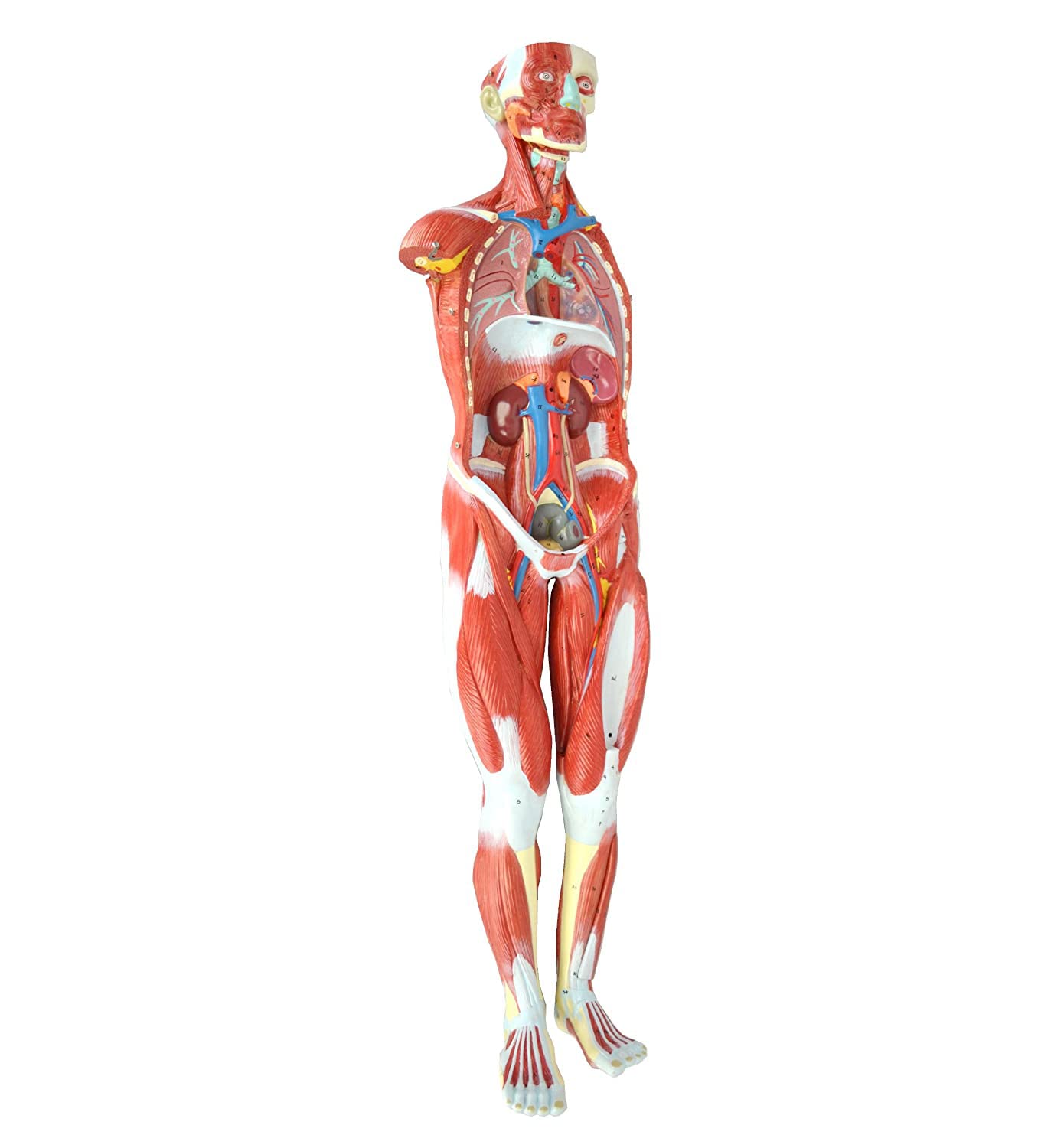 Uigjiog Anatomical Human Muscular Figure Model Human Muscle And Organ ...