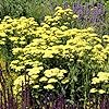 Amazon.com : 2 Yarrow Plants Live, Yellow Yarrow Live Plant, 2 to 5 ...