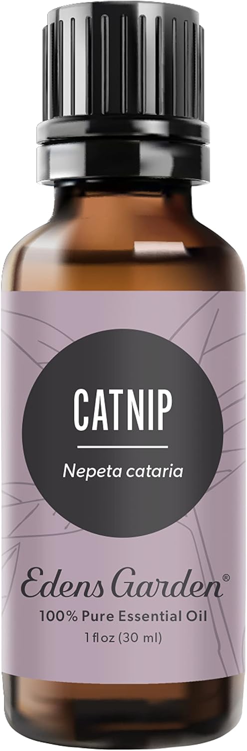 Amazon.com: Edens Garden Catnip Essential Oil- 100% Pure Premium Grade ...