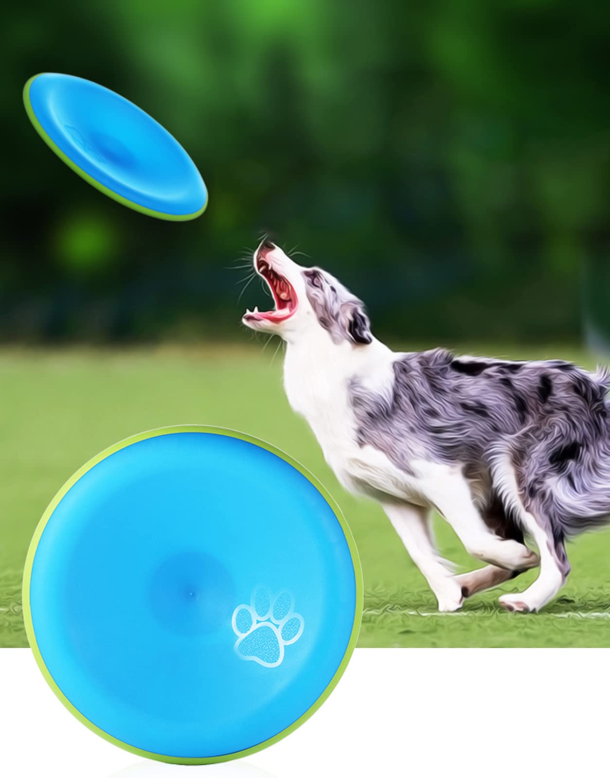 Dog Throwing Frisbee Frisbee Catching Dogs Compete For International
