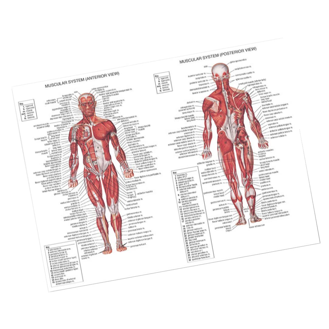 Buy Sanfiyya Muscular System Anatomical Muscle and Spinal Nerves ...
