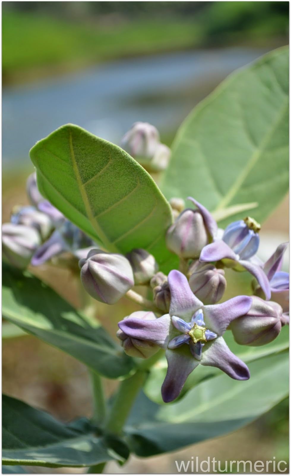 AB Enterprises Original Safed aak Calotropis gigantean Arakha Live ...