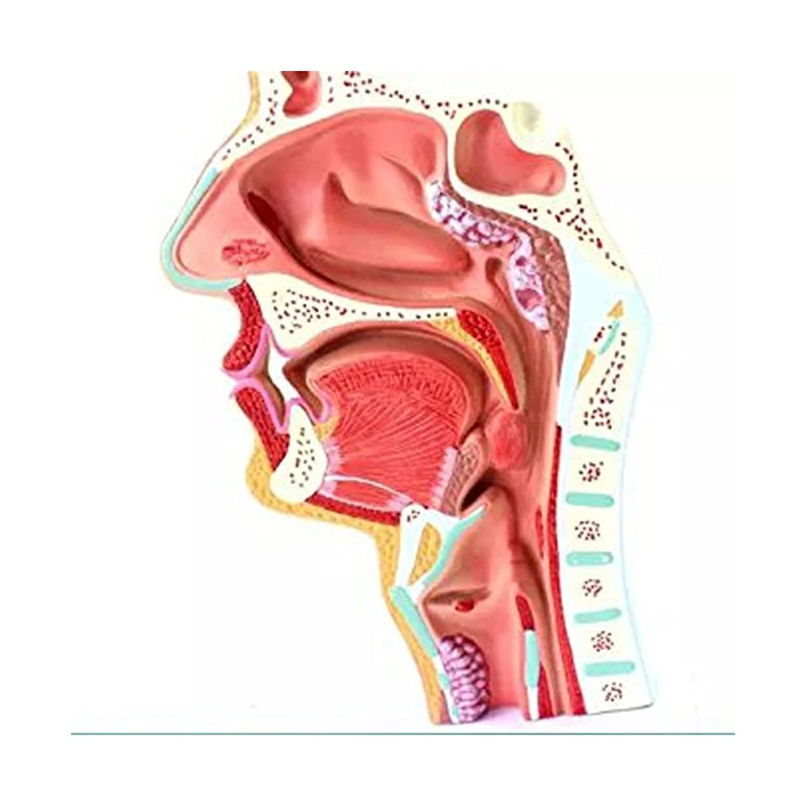 Buy Anatomy Model Head Anatomy Anatomical Model of Human Mouth Nasal ...