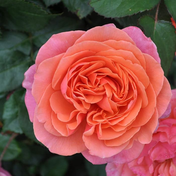 Buy Own-Root One Gallon Matchless Mother Shrub Rose by Heirloom Roses ...
