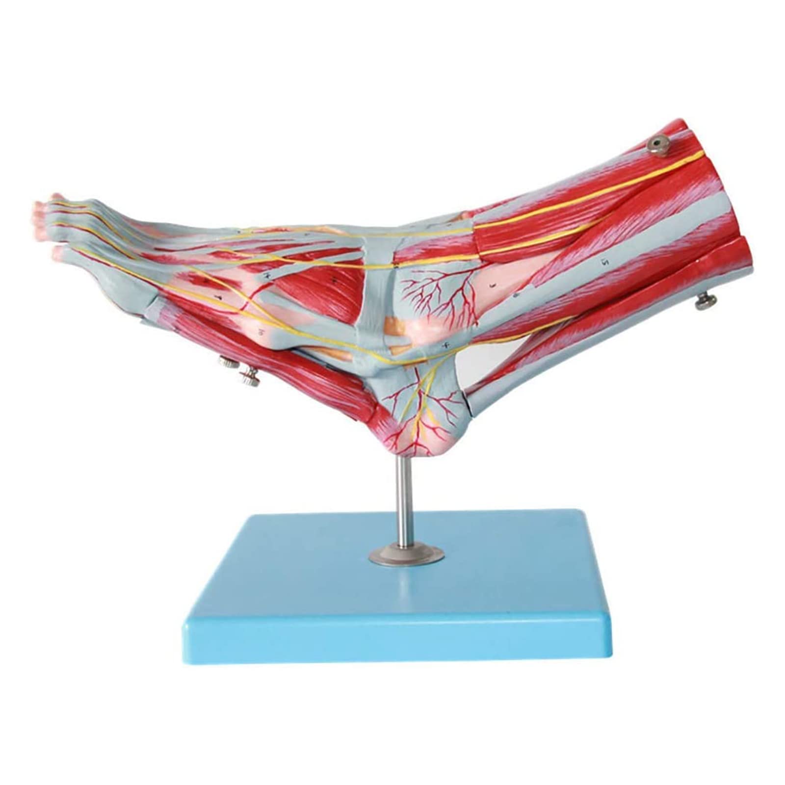 Buy Foot Muscle Model, Foot Anatomy Model, with Ligaments, Muscles ...