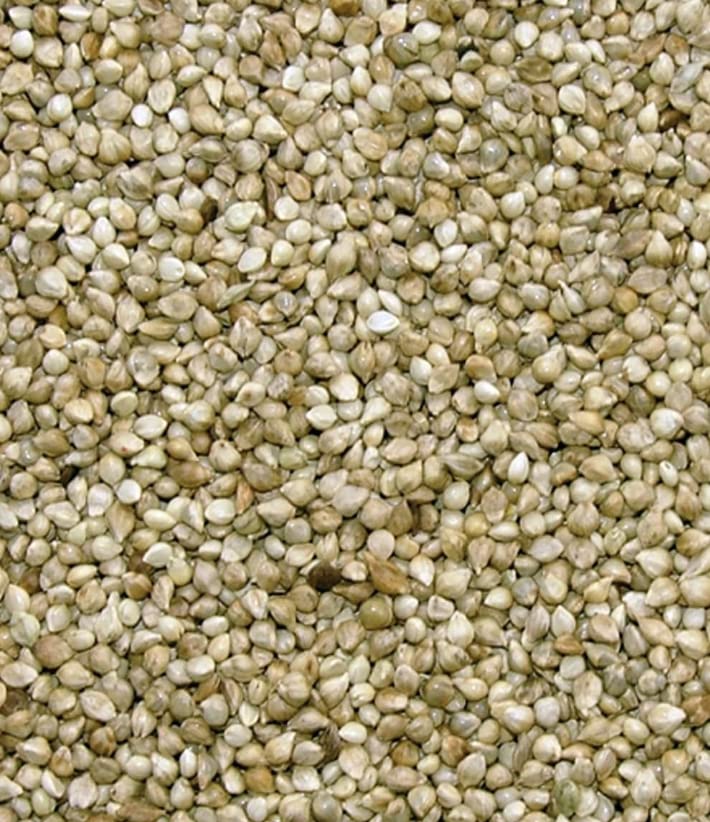 1kg JAPANESE MILLET SEED MIXED CAGE BIRD FOOD LGDS : Amazon.co.uk: Garden