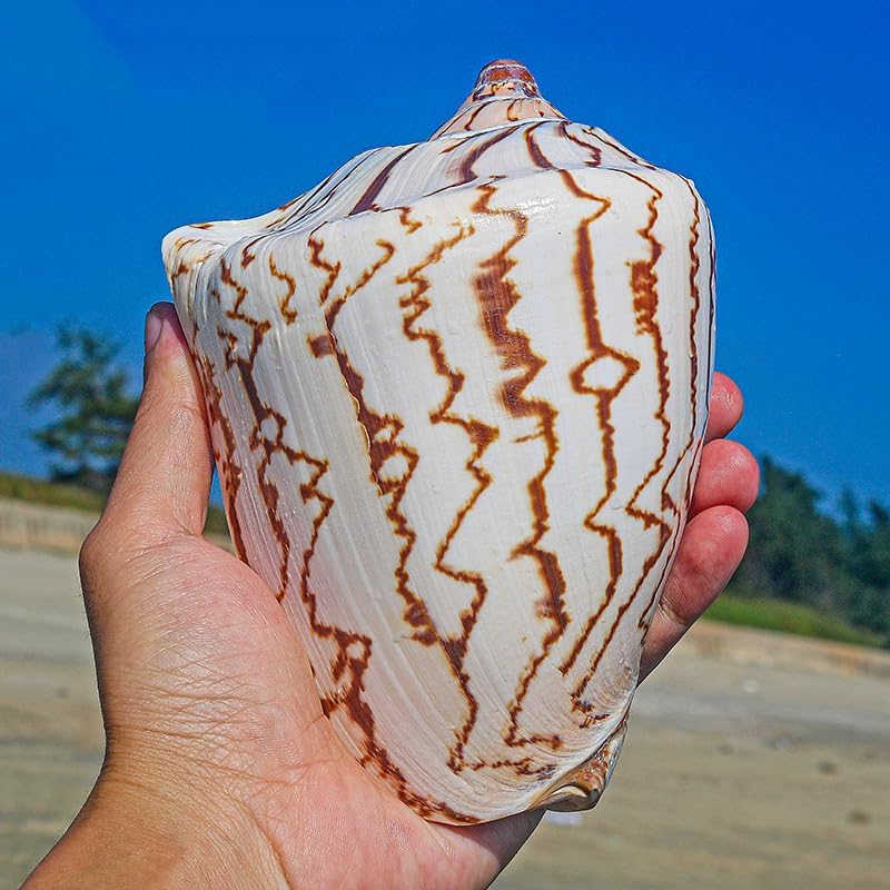 Amazon.com - Large Conch Shells 1PCS Natural Sea Shells 4.7''-5.5'' for ...