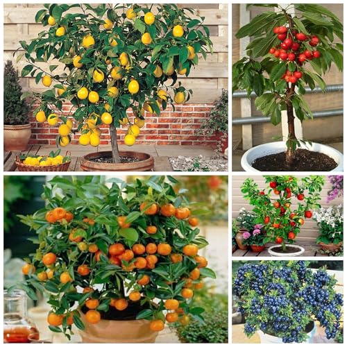 Best Dwarf Fruit Seeds for a Bountiful Garden in Small Spaces - Totally ...
