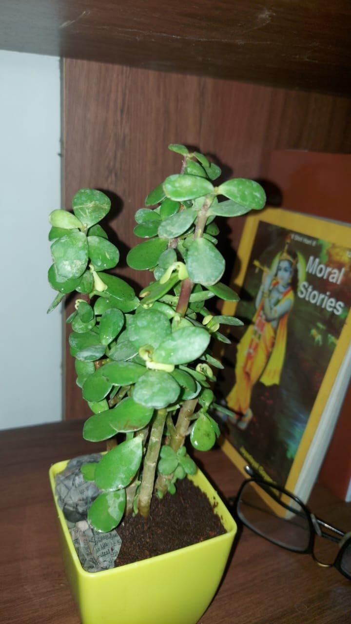 Hitanshi World Zed Plant,Jade Plant, Zed plant with Pot,Zed Live Plant ...