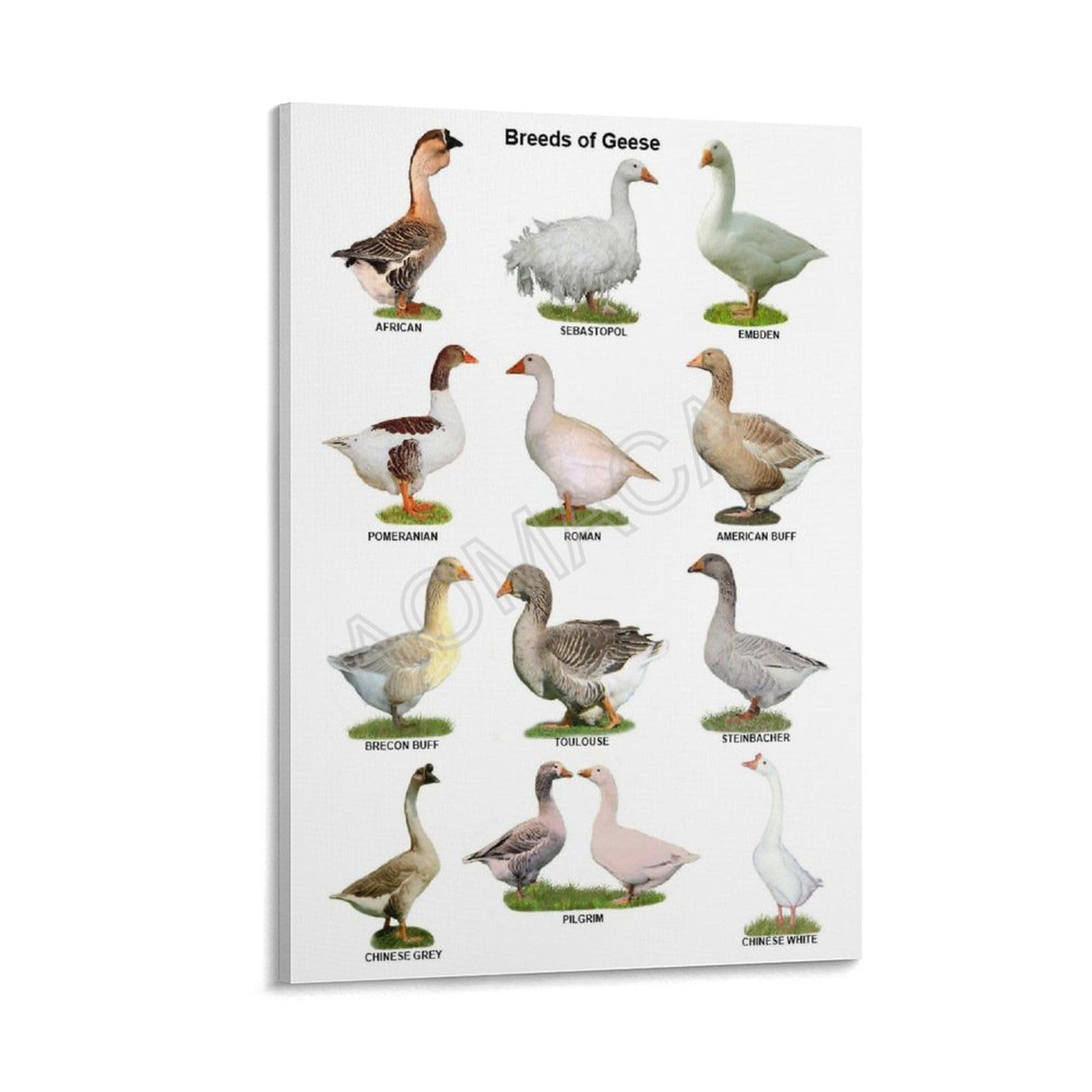 Farm Geese Breeds