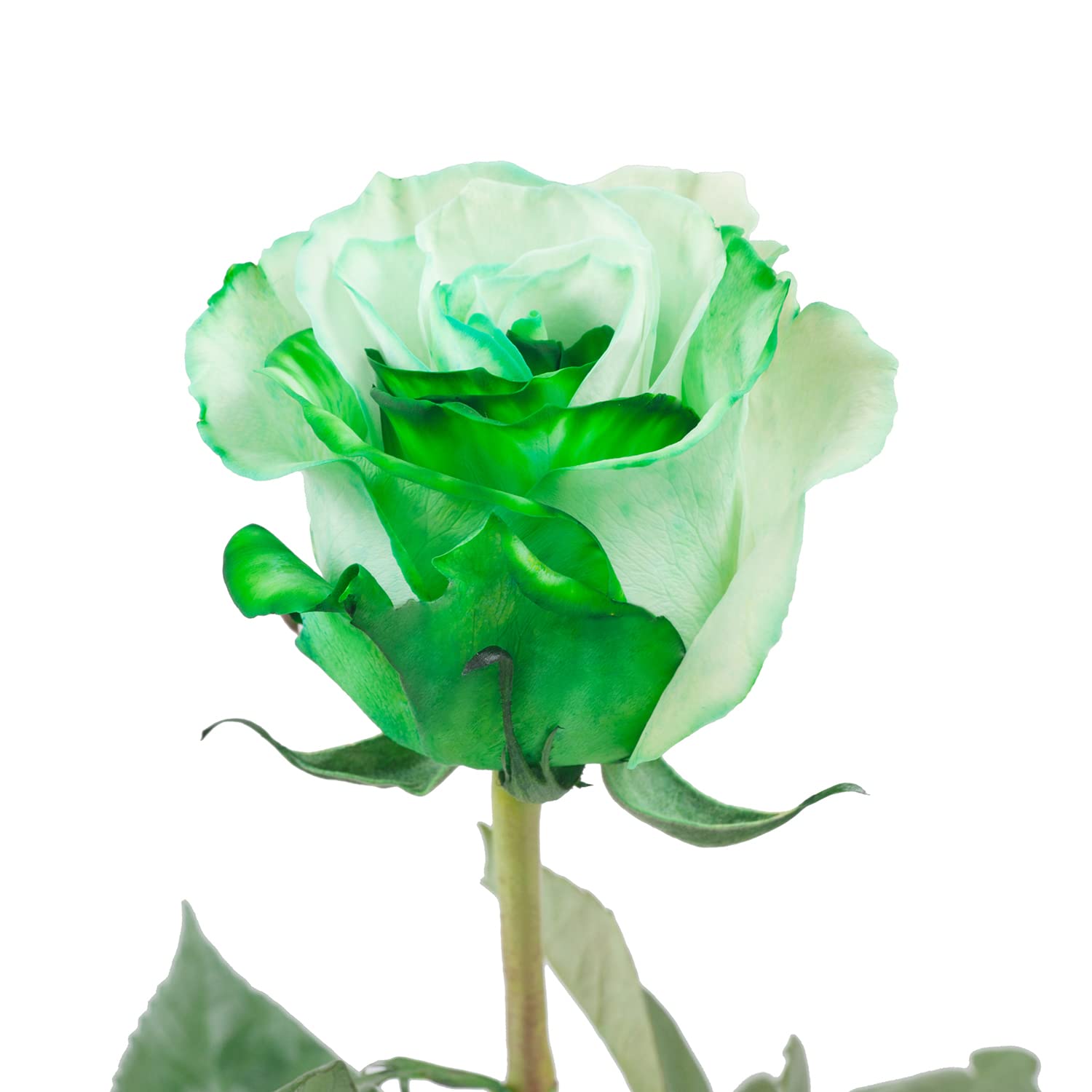 Naturally Green Roses