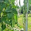 Amazon.com : Romano Pole Bean Seeds Italian Pole Bean Tender Texture ...