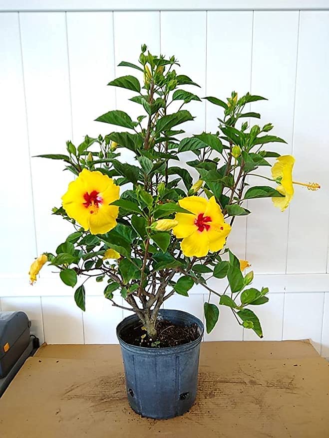 ShopGreen Yellow Hibiscus Flower,Holud Jaba Flower Rosemallow Gudhal ...