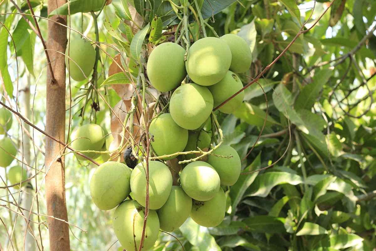 M-Tech Gardens Rare Exotic Badami Mango Fruit 1 Healthy Grafted Live ...