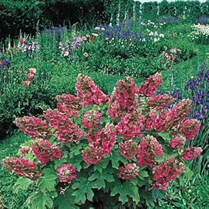 Amazon.com : Ruby Slippers Dwarf Oakleaf Hydrangea : Patio, Lawn & Garden