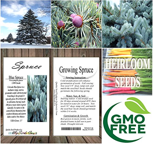Big Pack - (1,000) Colorado Blue Spruce Tree Seed - Picea pungens ...