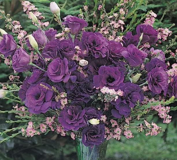 Lisianthus Eustoma ABC Series 2 Mix 100 semillas granuladas E | Compra ...
