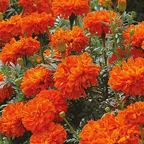 Nursery Live Rare Hybrid African Marigold " Orange " Exotic 30 Seeds ...