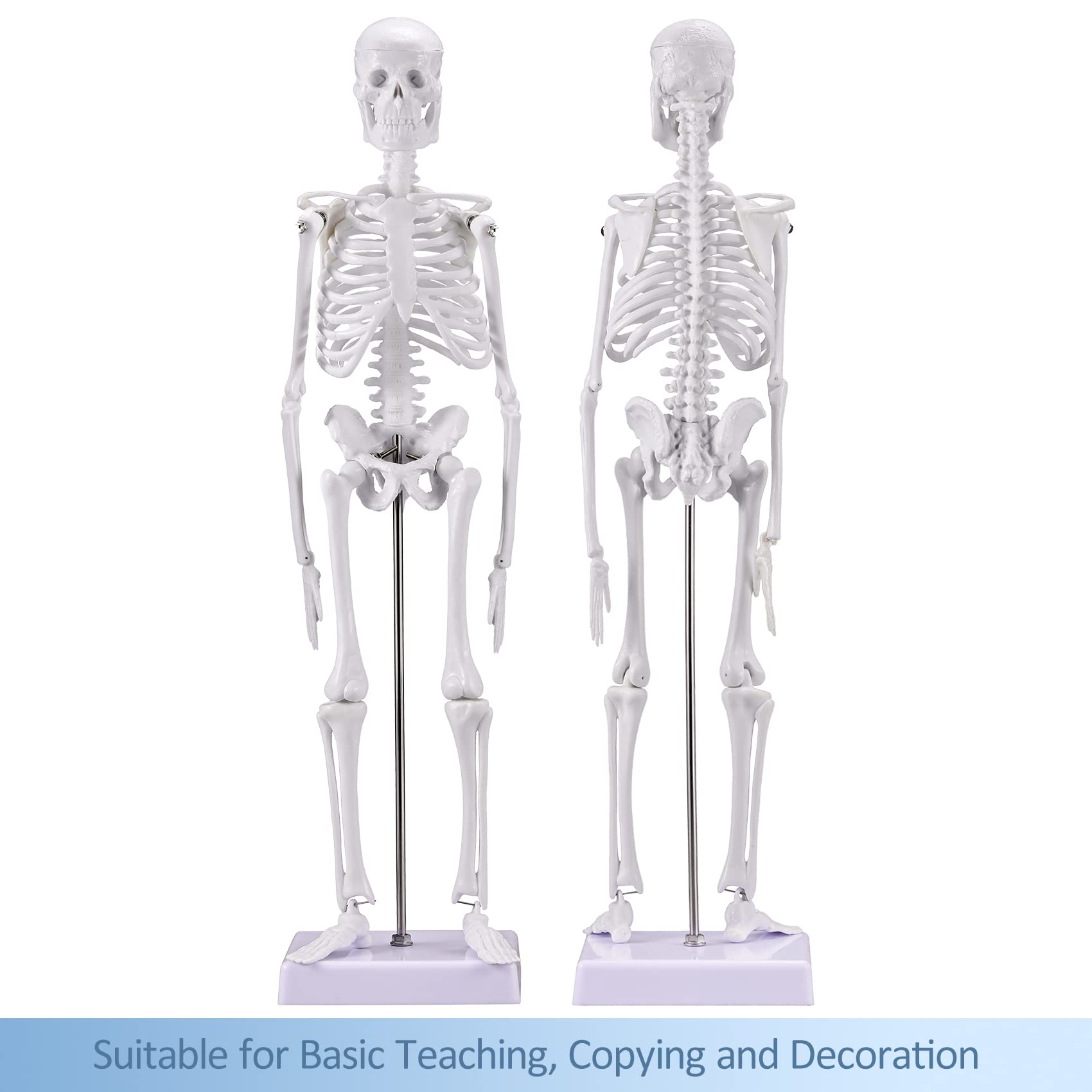 17.7" Human Skeleton Model Anatomical Mini Skeleton Model with Metal ...