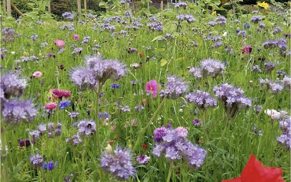 Semi Prato Misto → Classifica dei Più Venduti Online nel 2024