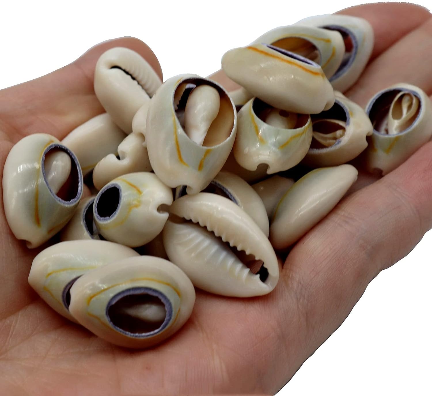 Amazon.com: Fundiyoug 100 PCS 0.63"-0.71" Natural Spiral Cowrie Shell ...