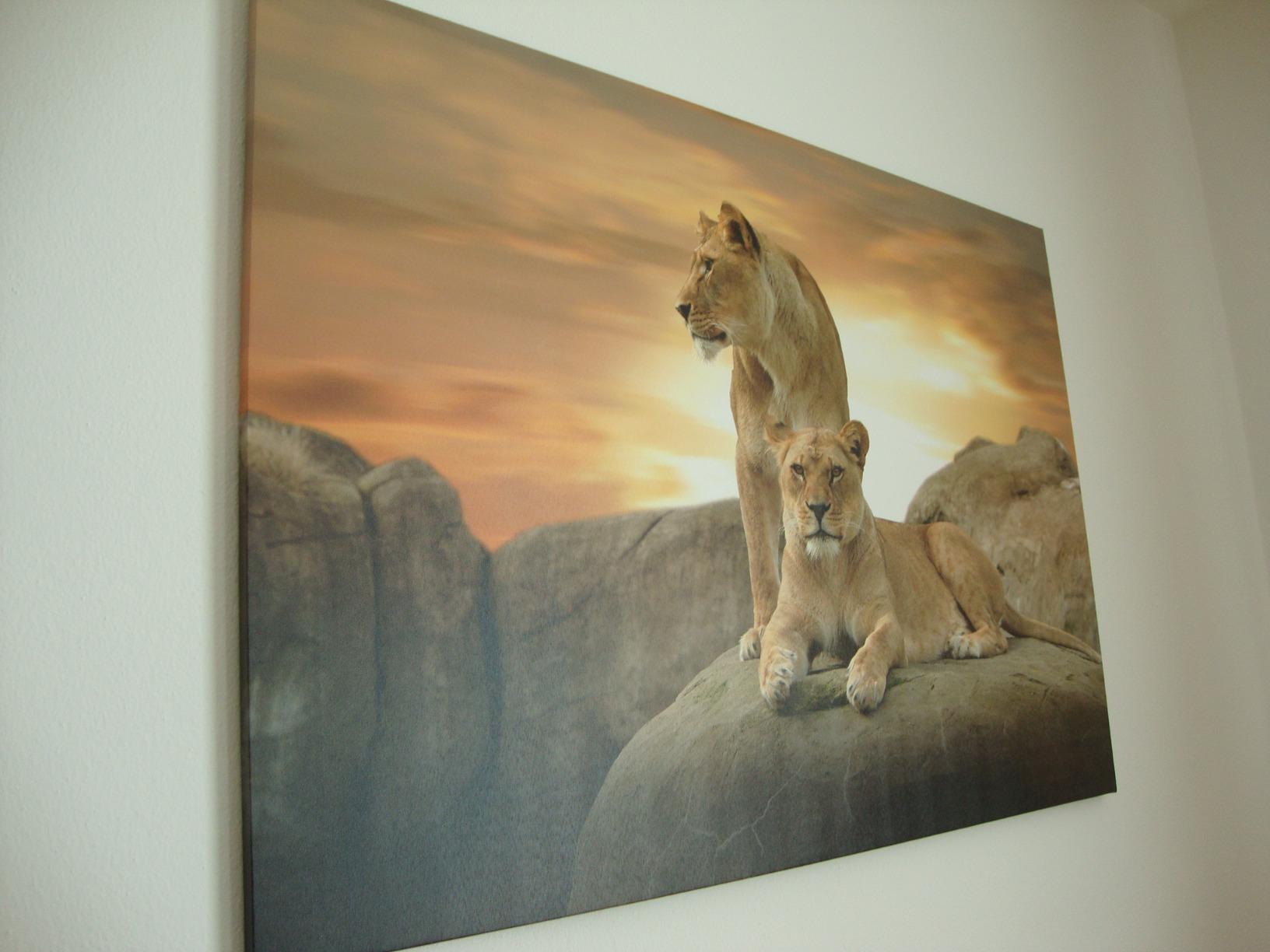 Amazon.de: Wandbilder Dekoration Wohnzimmer Löwen Sonnenuntergang ...