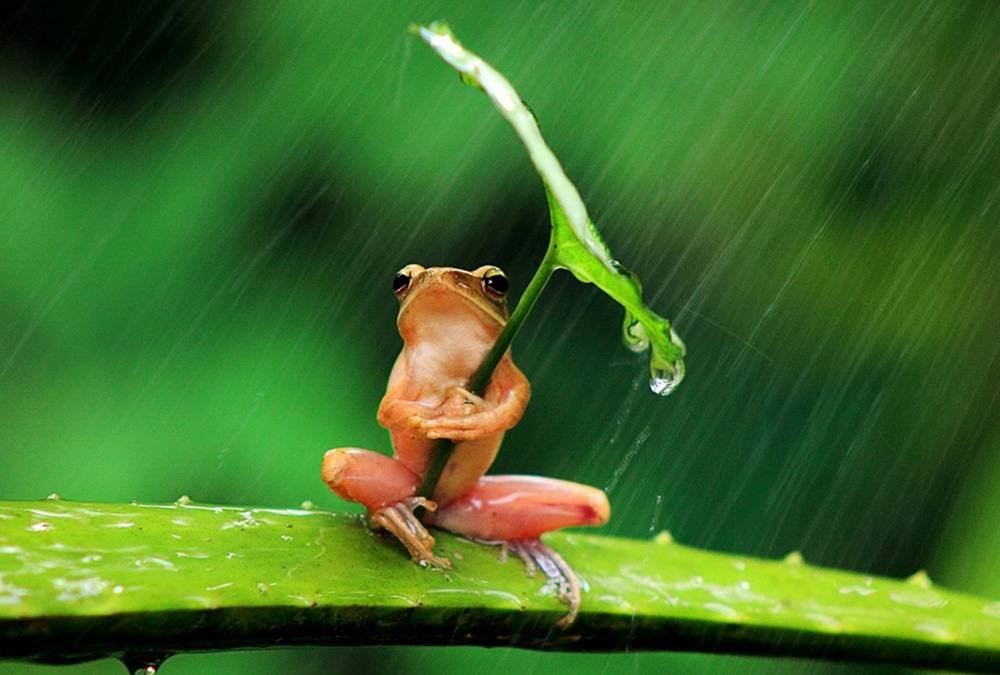 Frog Water Drops Leaf Nate 𓆏 | A Few Male Plantation Glass Frogs