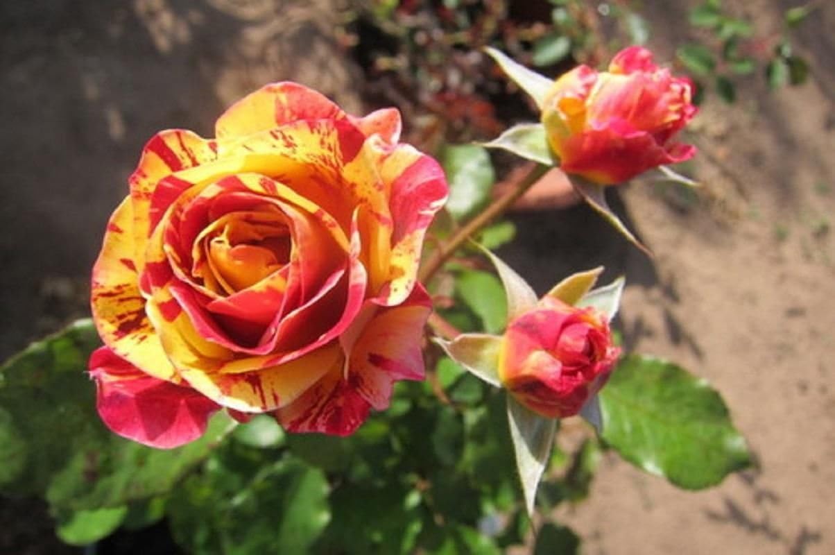 Amazon.com : George Burns Rose Bush 20 Seeds~rare : Patio, Lawn & Garden