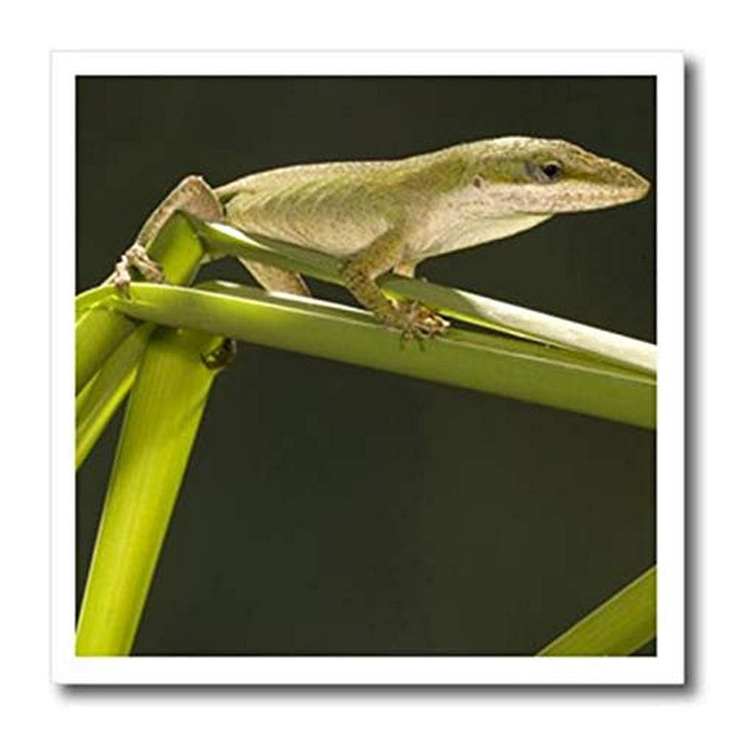 Green Anole Lizard Male