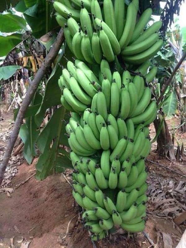 Gurveplantationi® - Grand Naine G9 Variety Banana Variety Plants & Tree ...