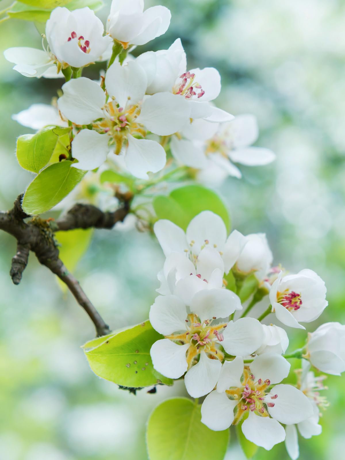 Pear Tree Blossom