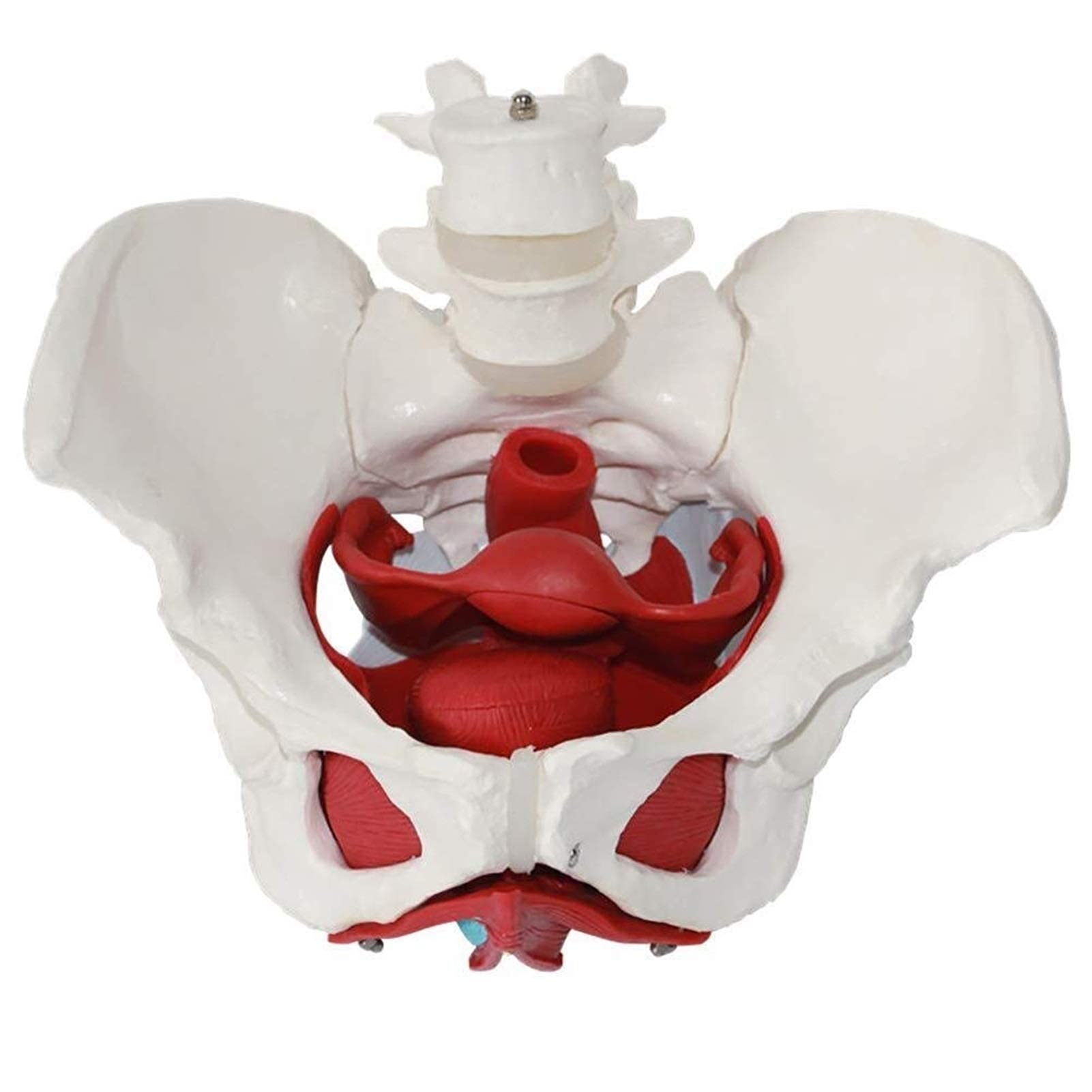 Buy PAKUES-QO Study Model Human Torso Model Female Pelvis Model Pelvic ...