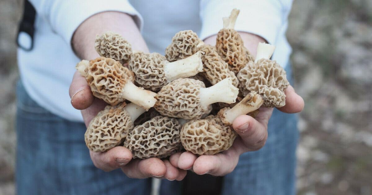 Amazon.com : Morel mushroom grow kit grow morel mushrooms at home and ...