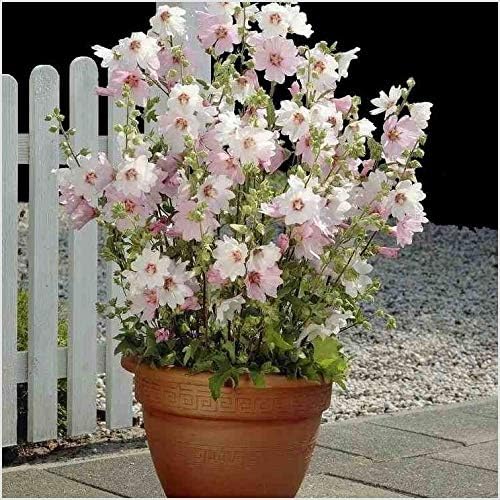 Lavatera x Clementii Baby Barnsley Dwarf Tree Mallow Patio Plant Summer ...