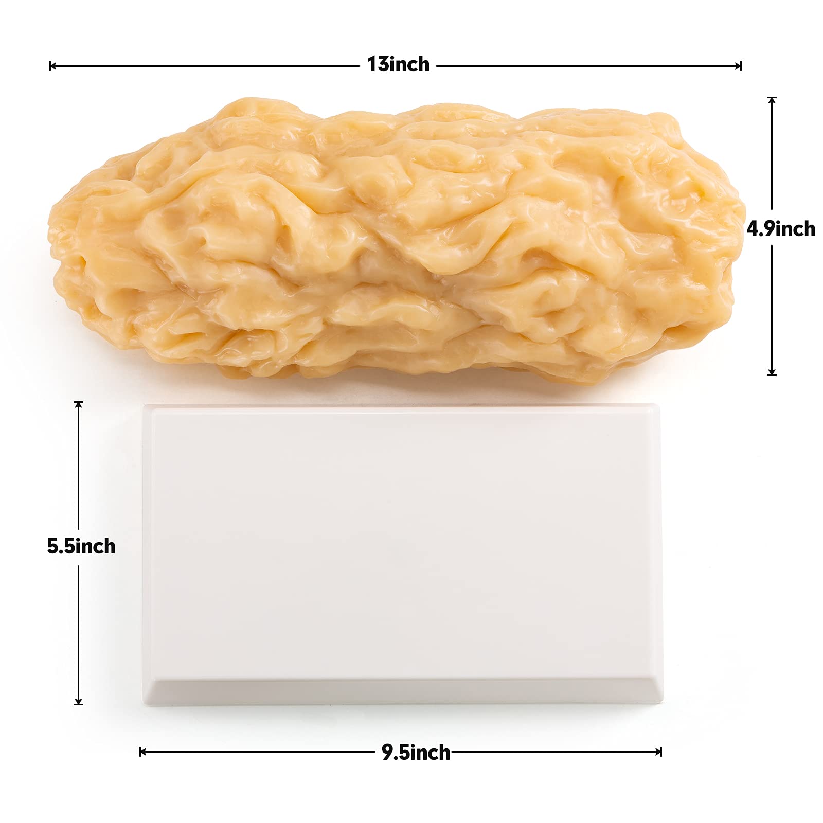 Snapklik.com : Upgraded Human Body Fat Model, 5 Lbs Fat Replica ...