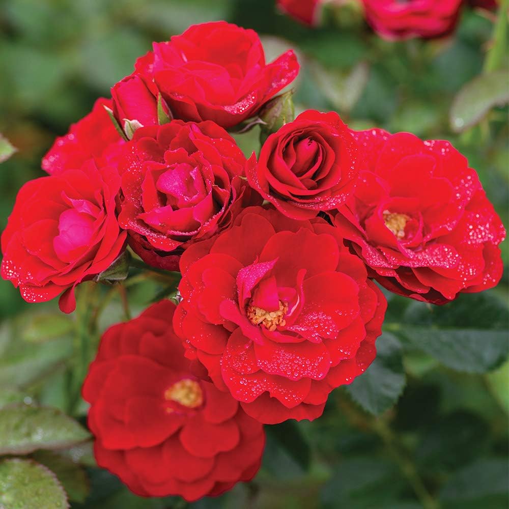 Amazon.com : Heirloom Roses Climber Rose Plant - Cherry Frost™ Red Rose ...