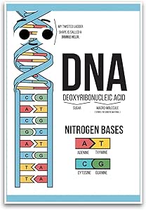 Amazon.com: DNA Diagram Science Biology Poster - Classroom Poster Decor ...