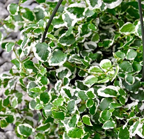 Buy Mphmi Ficus pumila variegated, Creeping fig variegated - Online at ...