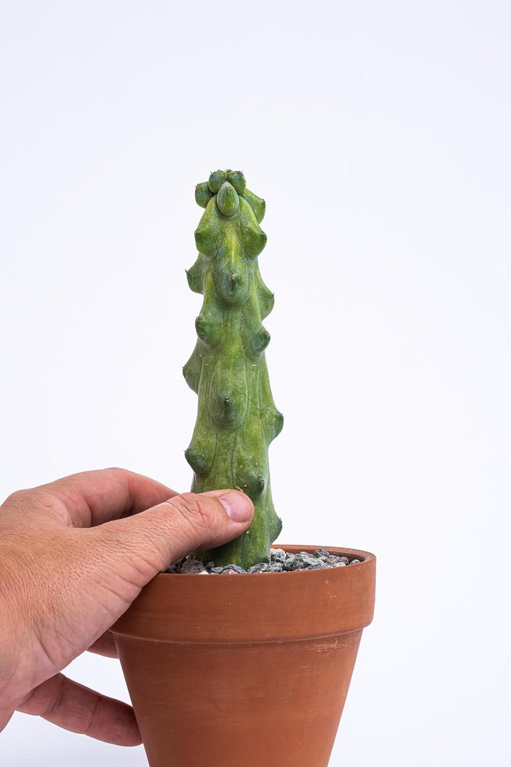 Amazon.com : Boobie Cactus Myrtillocactus Geometrizans Rare Succulents ...