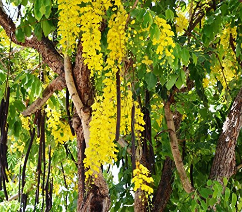 Plant House Amaltas -Cassia fistula Tree 25 Seeds : Amazon.in: Garden & Outdoors