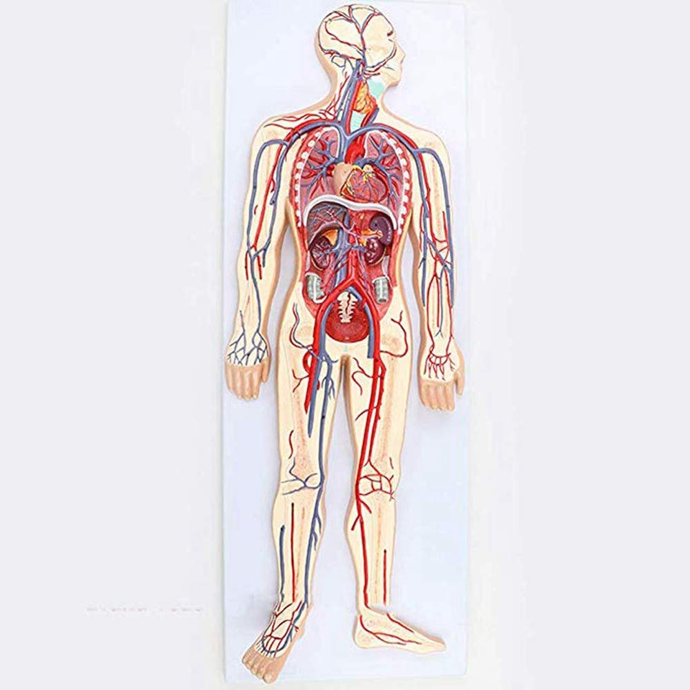 Buy Human Blood Circulation System Model, Human Arterial Vein, Human ...