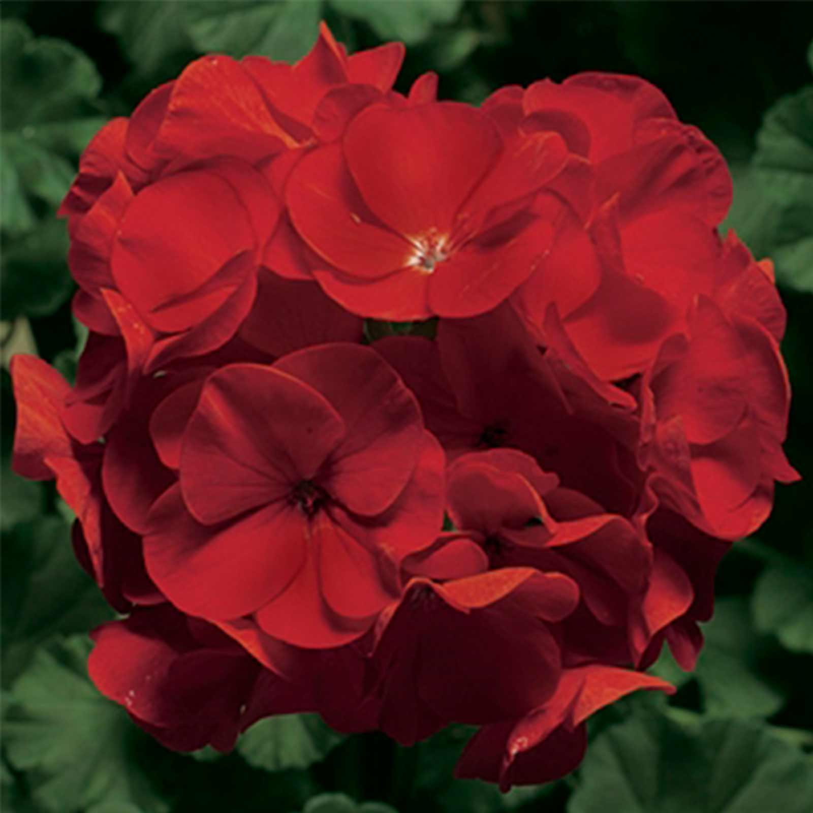 Geranio Pinto Premium Rojo Intenso